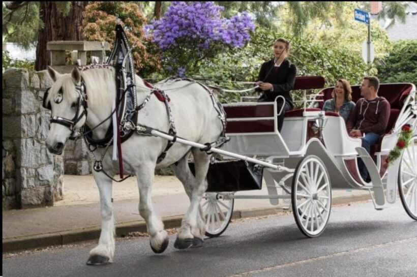 NYC: Private Central Park Horse Carriage Ride with Guide - An authentic carriage ride through Central Park—what to expect