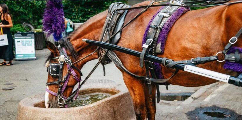 NYC: Private Christmas Lights Horse Carriage Ride - Key Points