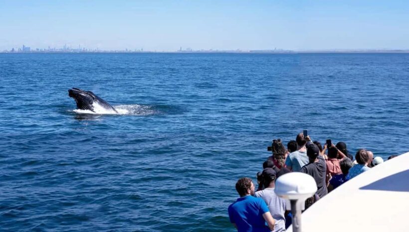 NYC: Whale Watching Cruise from Manhattan - Who Should Consider This Tour?