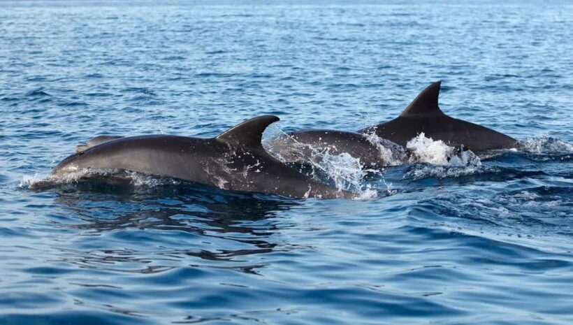 NYC: Whale Watching Cruise from Manhattan - FAQ