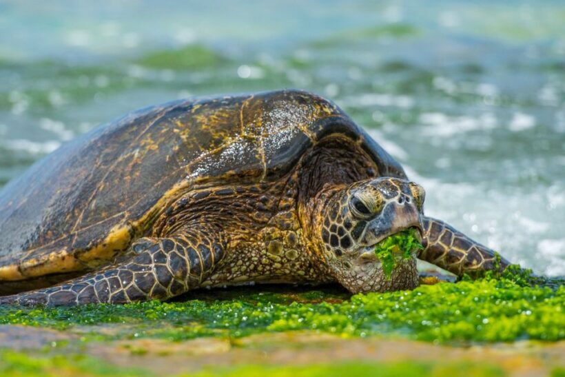 Oahu: 10-Hour Sunrise & Island Tour  Perfect First Day - The Pacing and Personal Touch