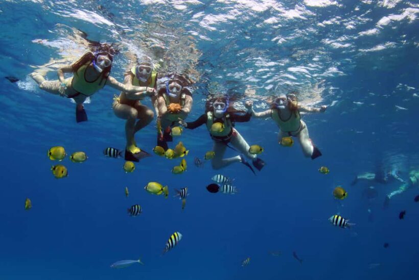 Oahu: 3 Zipline & All Inclusive Dolphin Watch Snorkel Cruise - Who Will Love It?