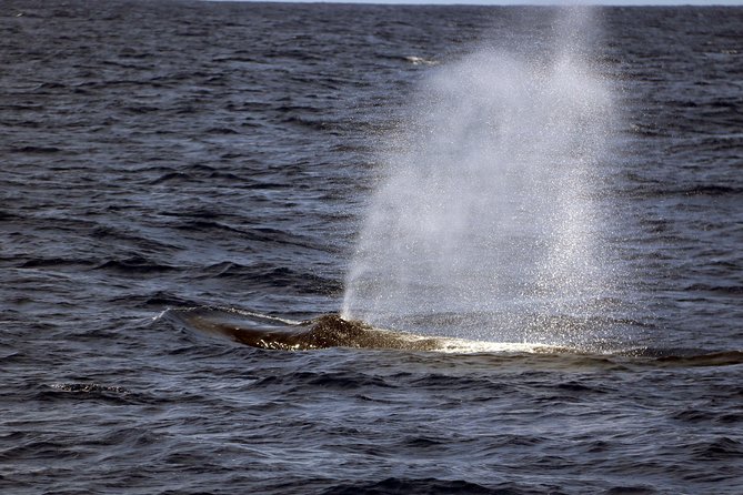 Oahu: All-Inclusive Snorkeling Cruise and Hot Hawaiian Buffet - Final Thoughts