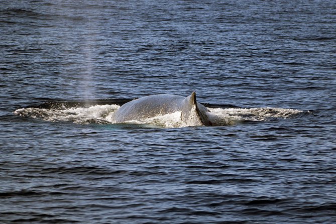 Oahu: All-Inclusive Snorkeling Cruise and Hot Hawaiian Buffet - FAQ