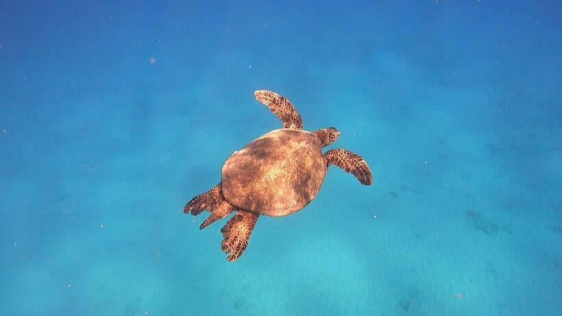 Oahu: Beginner SCUBA Dive at Electric Beach - Underwater Photos