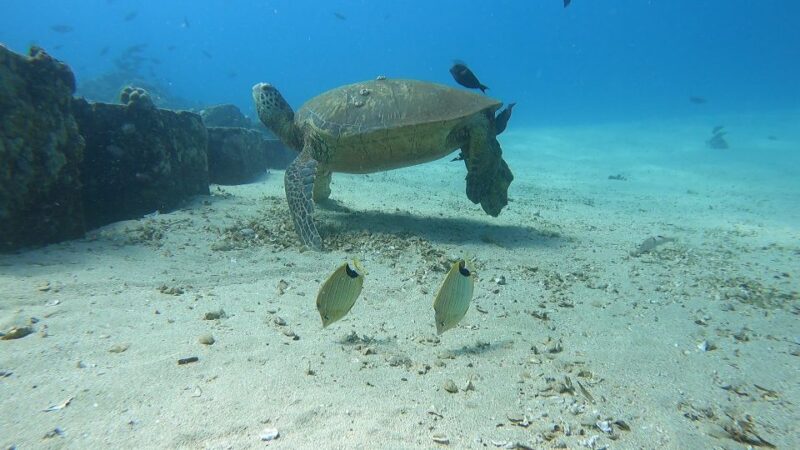 Oahu: Beginner SCUBA Dive at Electric Beach - Whats Included and Whats Not