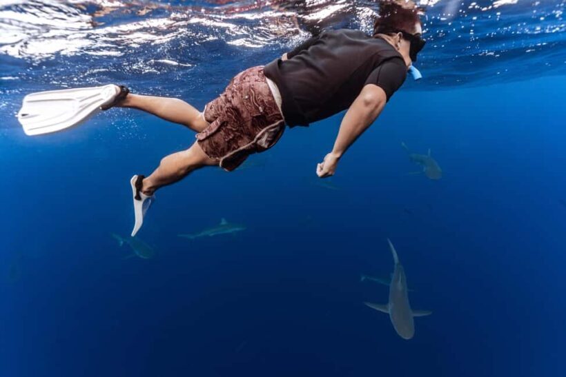 Oahu: Cageless Shark Dive Adventure - Introducing the Shark Adventure: What’s in Store?
