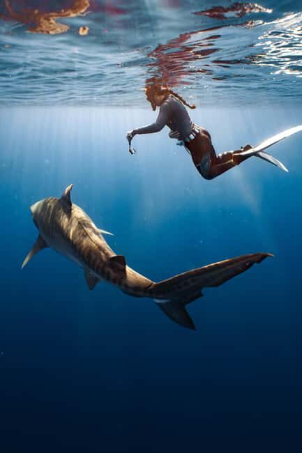 Oahu: Cageless Shark Dive Adventure - Authentic Experiences from Participants