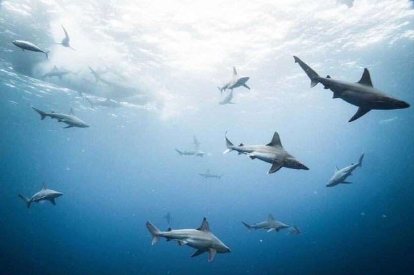 Oahu: Cageless Shark Dive Adventure - Final Words