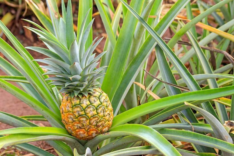 Oahu: Circle Island Top Sights Full-Day Tour w/ Local Guide - Final Considerations on Value