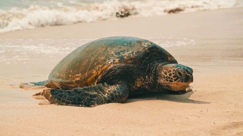 Oahu Circle Island Tour - Best Spots & Beaches - A Well-Rounded Exploration of Oahu
