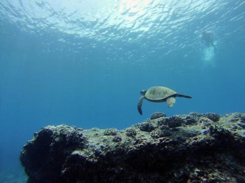 Oahu: Custom Private Island Tour of O'ahu - Key Points