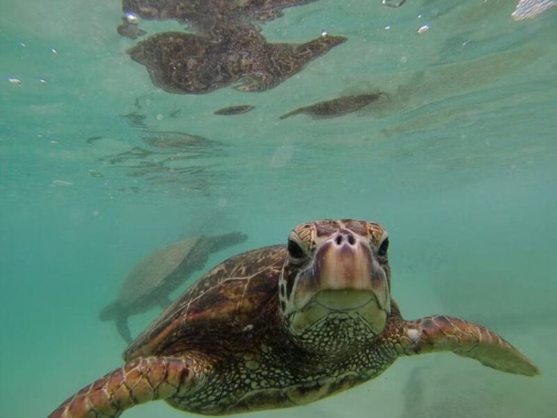 Oahu: Custom Private Island Tour of O'ahu - Who Is This Tour Best For?