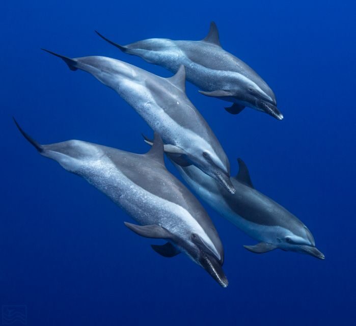 Oahu: Dolphin Swim and Turtle Snorkel Excursion in Waianae - Key Points