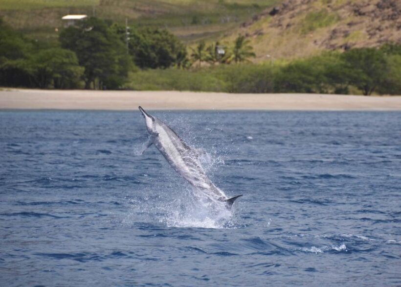Oahu: Dolphin Swim and Turtle Snorkel Excursion in Waianae - Pricing and Value