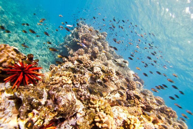 Oahu: Dolphin Swim and Turtle Snorkel Excursion in Waianae - FAQ