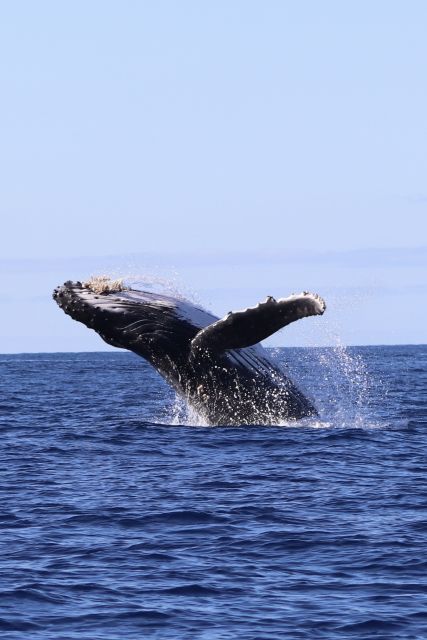 Oahu: Dolphin Swim and Turtle Snorkel Excursion in Waianae - Practical Considerations