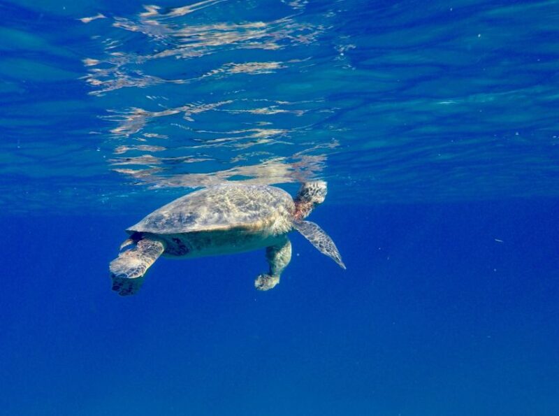 Oahu: Dolphin Swim and Turtle Snorkel Excursion in Waianae - Final Words: Who Will Love This Tour?