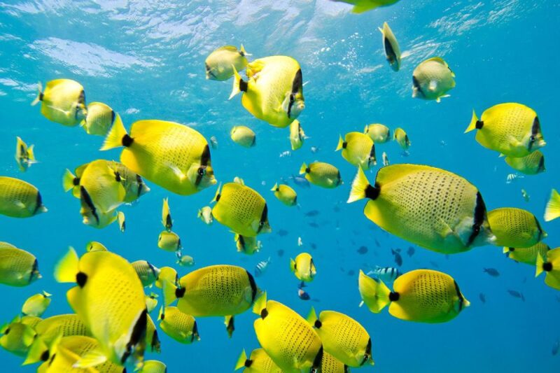 Oahu: Dolphin Swim and Turtle Snorkel Excursion in Waianae - FAQ