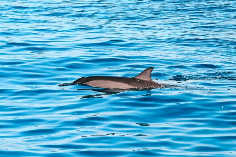 Oahu Dolphin Watch, Turtle Snorkel, Waterslide Activities - Key Points