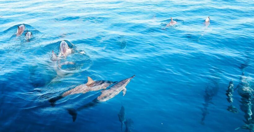 Oahu Dolphin Watch, Turtle Snorkel, Waterslide Activities - Final Thoughts