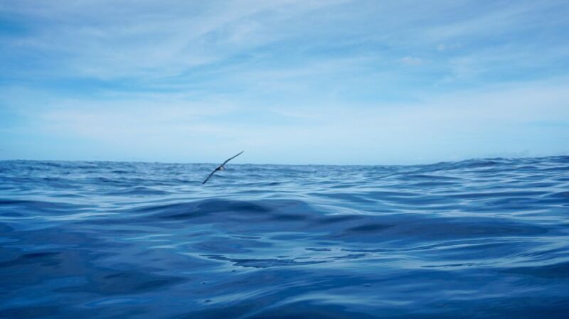 Oahu Dolphin Watch, Turtle Snorkel, Waterslide Activities - An In-Depth Look at the Itinerary