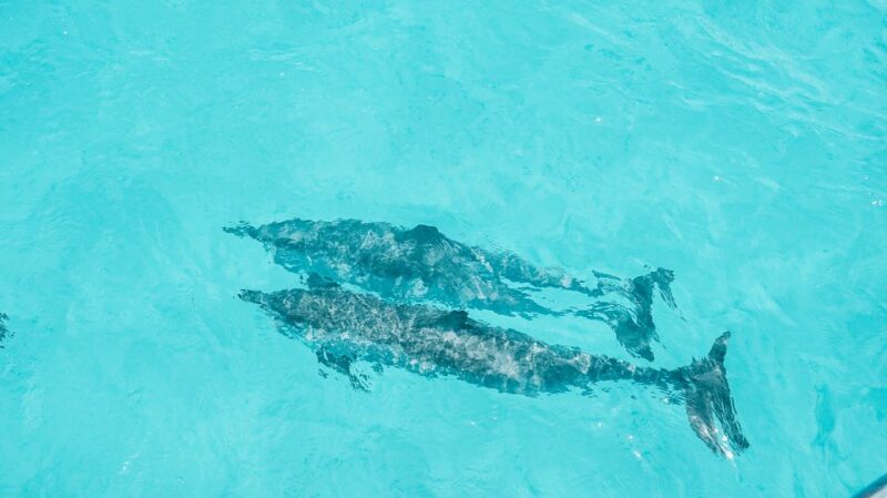 Oahu Dolphin Watch, Turtle Snorkel, Waterslide Activities - Final Thoughts