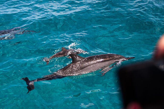 Oahu Dolphin Watch With Turtle Snorkel & Water Slide - Transportation and Meeting Details