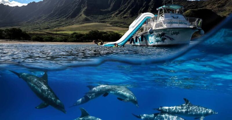Oahu: Dolphin Watching & Turtle Snorkeling with Waterslide - Authentic Reviews & Real Experiences