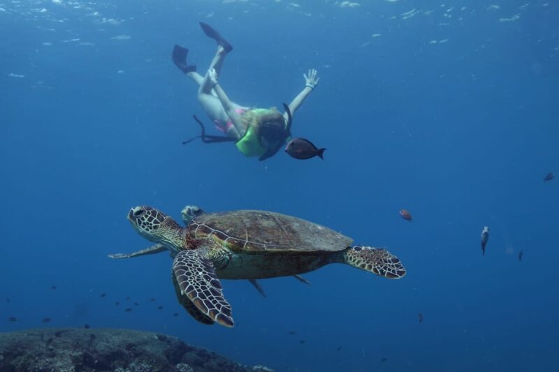 Oahu: Dolphin Watching & Turtle Snorkeling with Waterslide - The Value Proposition