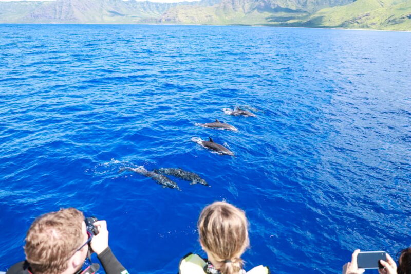 Oahu: Dolphin Watching & Turtle Snorkeling with Waterslide - The Sum Up