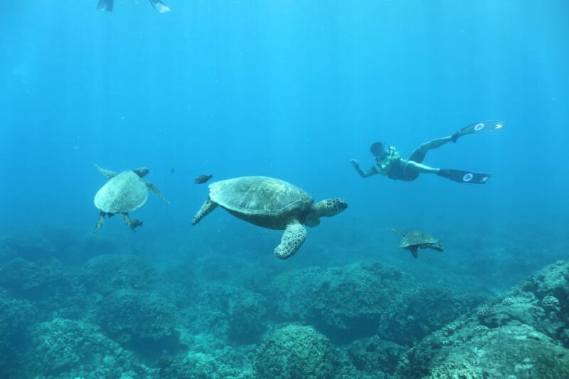 Oahu: Dolphin Watching & Turtle Snorkeling with Waterslide - FAQs