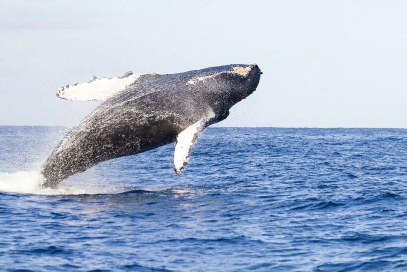 Oahu: Eco-Friendly West Coast Whale Watching Cruise - An In-Depth Look at the Experience