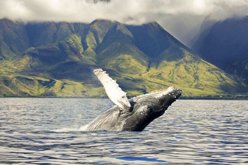 Oahu: Eco-Friendly West Coast Whale Watching Cruise - Oahu: Eco-Friendly West Coast Whale Watching Cruise