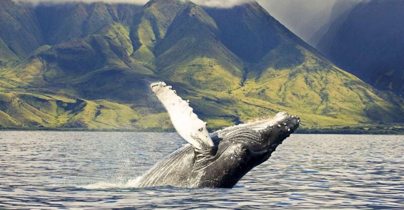 Oahu: Eco-Friendly West Coast Whale Watching Cruise - Authentic Experiences and Real Traveler Feedback