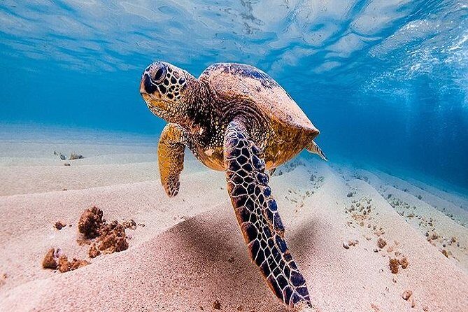 Oahu Grand Circle Island Tour Departing from Waikiki - What’s Included and What’s Not