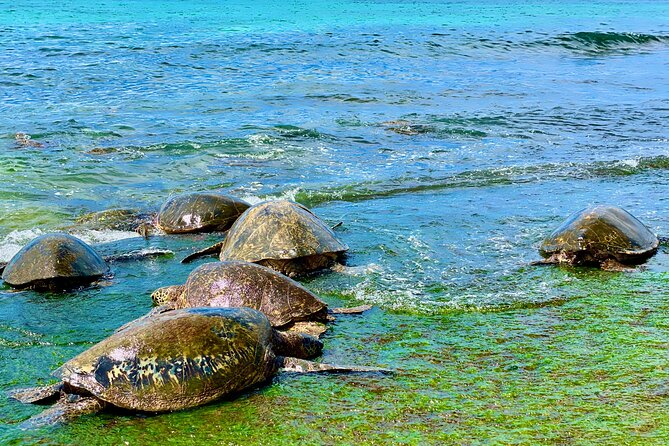 Oahu Guided Circle Island Tour With Snorkeling and Turtles - Guest Experiences and Feedback