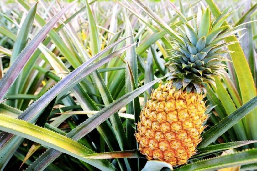 Oahu: Guided Tour of North Shore and Waimea Botanical Garden - Exploring Oahu: A Guided Tour of North Shore and Waimea Botanical Garden
