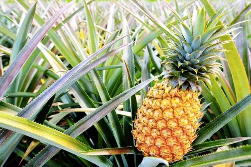 Oahu: Guided Tour of North Shore and Waimea Botanical Garden - The Value of the Tour