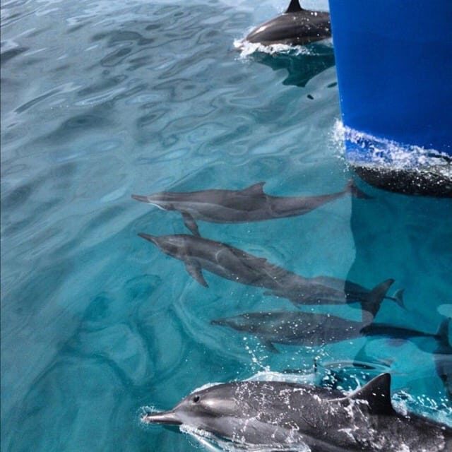 Oahu Hawaii: Honolulu Sailing Tour - FAQs