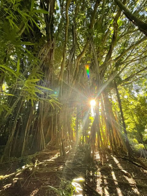 Oahu: Hidden Hawaii Waterfall Hike and Beach Tour - Oahu: Hidden Hawaii Waterfall Hike and Beach Tour Review