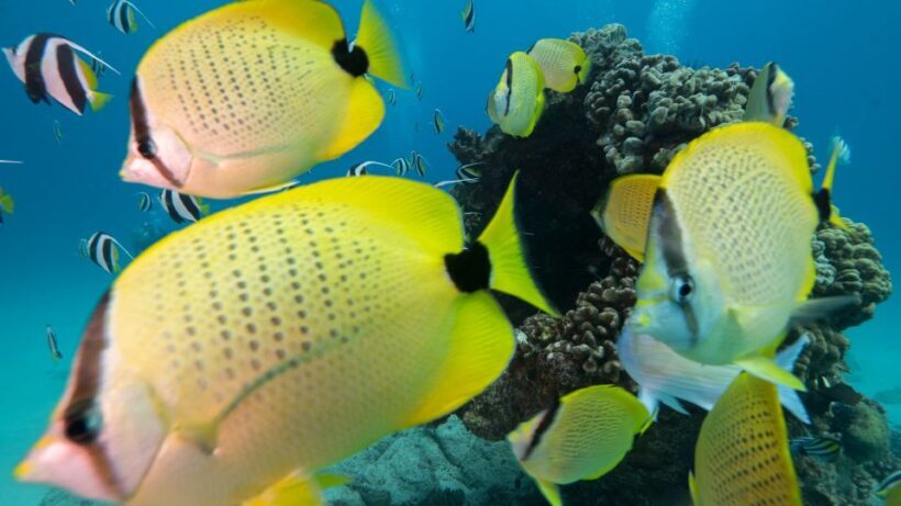 Oahu: Honolulu Turtle Canyon Snorkeling Tour - The Itinerary: What You Can Expect