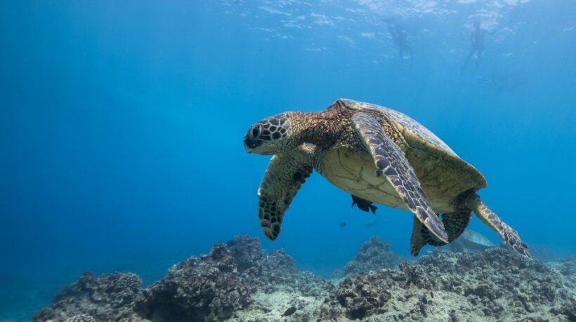 Oahu: Honolulu Turtle Canyon Snorkeling Tour - The Value of the Experience