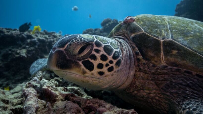Oahu: Honolulu Turtle Canyon Snorkeling Tour - Practical Tips for Travelers