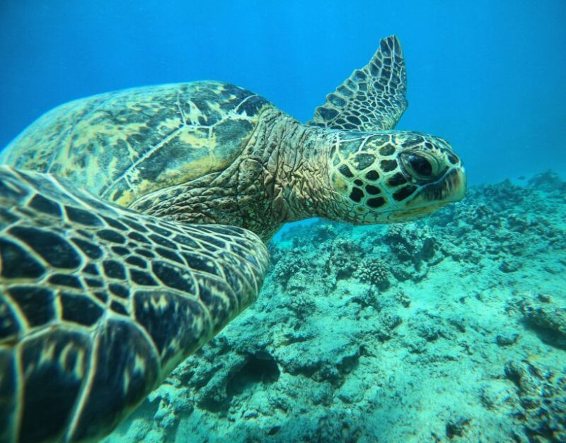 Oahu: Honolulu Turtle Canyon Snorkeling Tour - Authentic Experiences and What Travelers Say