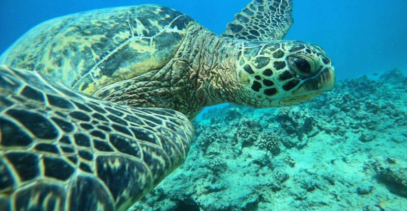 Oahu: Honolulu Turtle Canyon Snorkeling Tour - Who This Tour Is Best For