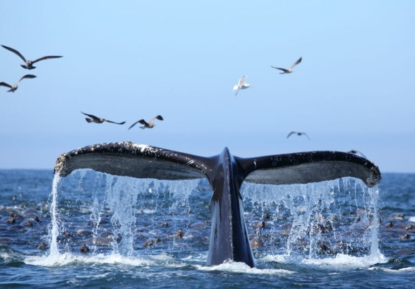 Oahu: Honolulu Whale Watching Cruise - Key Points