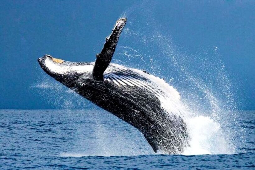 Oahu: Honolulu Whale Watching Cruise - The Experience at a Glance