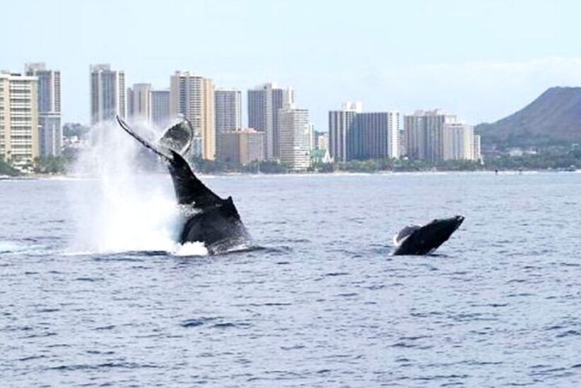 Oahu: Honolulu Whale Watching Cruise - Comfort and Amenities Onboard