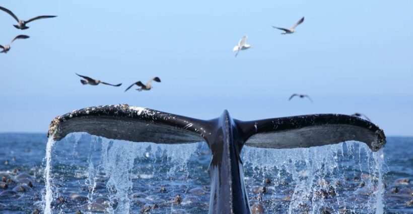 Oahu: Honolulu Whale Watching Cruise - Price and Value